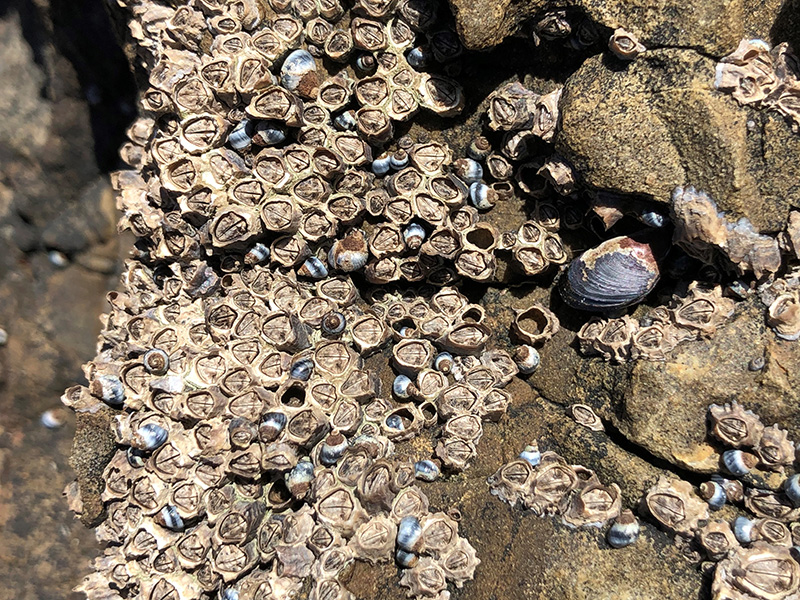 Beloved Barnacles | Earth Sciences New Zealand | NIWA